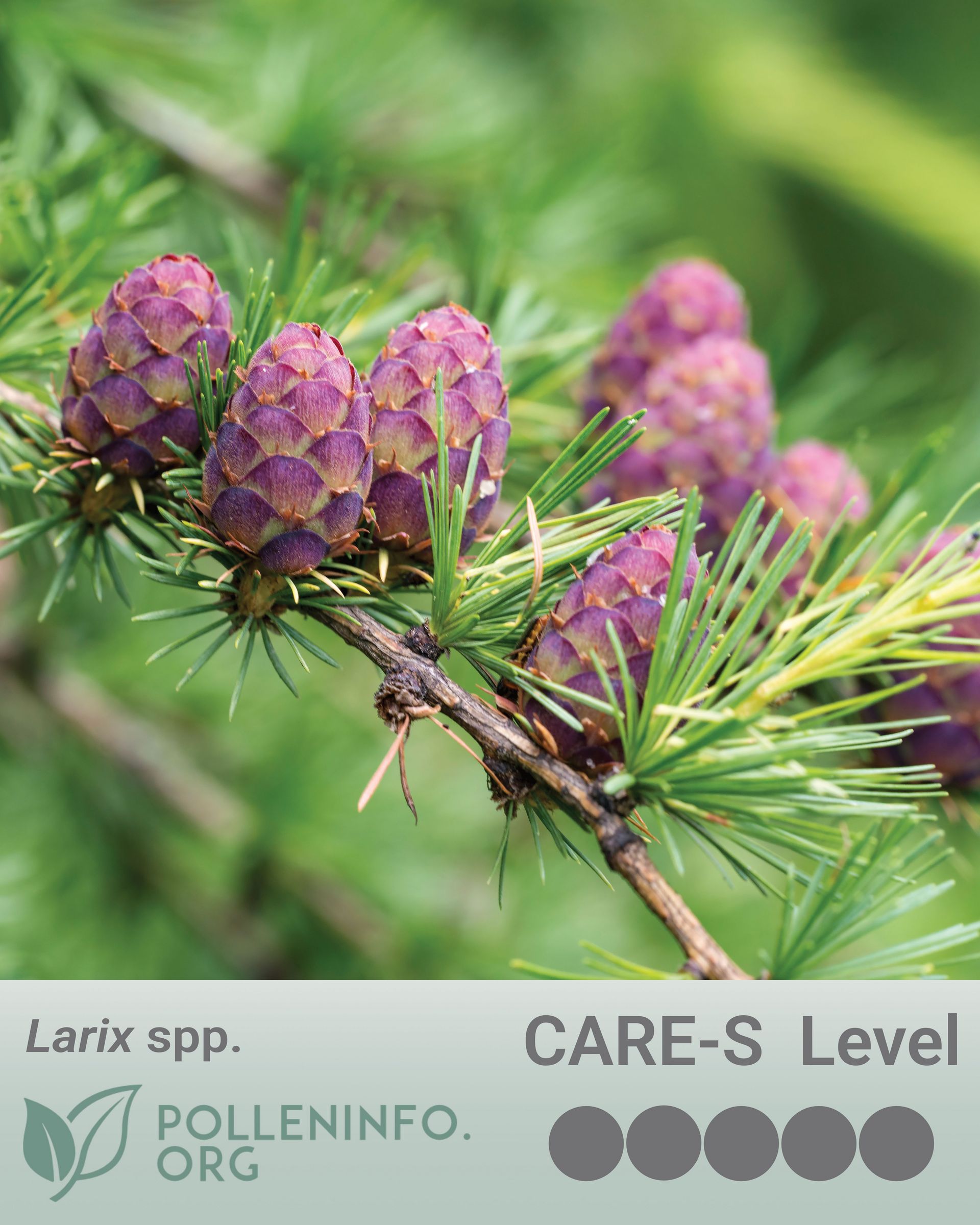 Pflanzenkompass: Lärche (Larix spp.) | Polleninformation